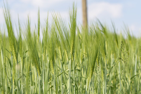 รูปภาพGerste – เลือกดูภาพถ่ายสต็อก เวกเตอร์ และวิดีโอ18,068 | Adobe Stock