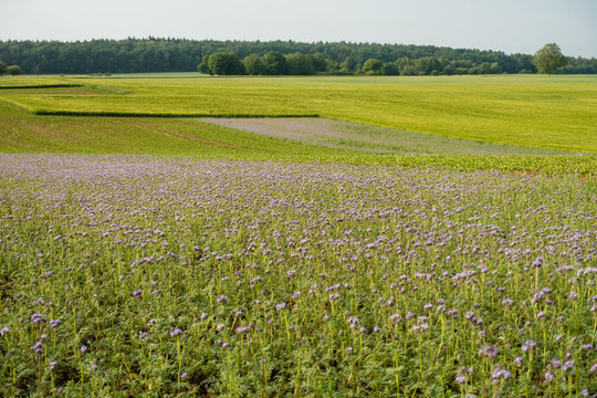 Bienentrachtpflanze Images – Browse 258 Stock Photos, Vectors, and Video | Adobe Stock