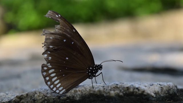 รูปภาพButerfly – เลือกดูภาพถ่ายสต็อก เวกเตอร์ และวิดีโอ2,232 | Adobe Stock
