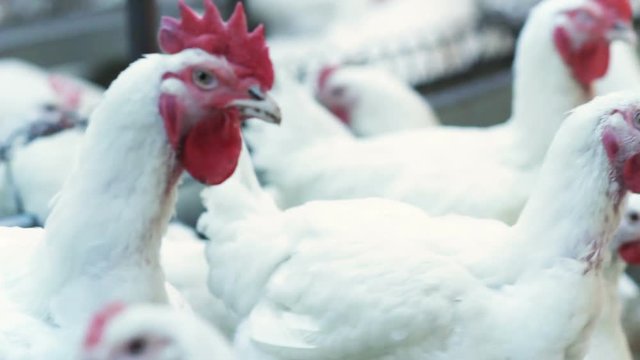 รูปภาพBroilers – เลือกดูภาพถ่ายสต็อก เวกเตอร์ และวิดีโอ42,247 | Adobe Stock