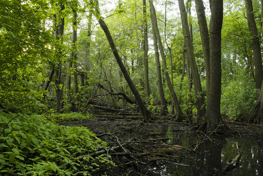 Sumpfig Bilder – Durchsuchen 1,054 Archivfotos, Vektorgrafiken und ...