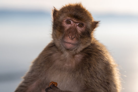 Imagens de Macaque – Explore Fotografias do Stock, Vetores e Vídeos de ...