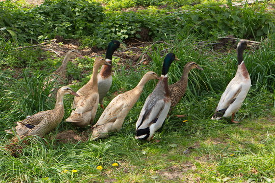 Indian Runner Ducks Can Fly
