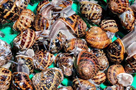 "Snail Background" Images – Browse 105 Stock Photos, Vectors, and Video ...