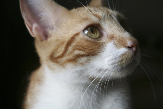 Morrongo Images – Browse 45 Stock Photos, Vectors, and Video | Adobe Stock