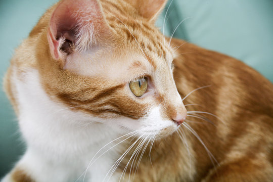 Morrongo Images – Browse 45 Stock Photos, Vectors, and Video | Adobe Stock