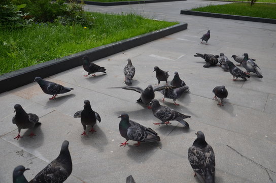 รูปภาพPigeon-House – เลือกดูภาพถ่ายสต็อก เวกเตอร์ และวิดีโอ252 | Adobe ...