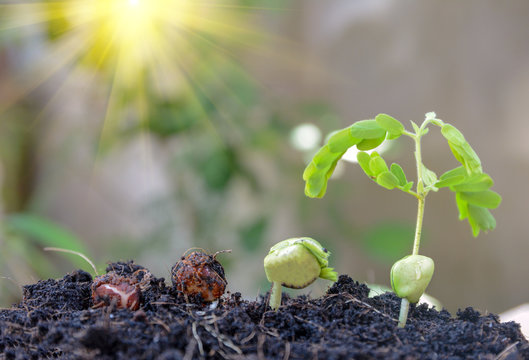 "Seed To Tree" Images – Browse 59 Stock Photos, Vectors, and Video ...