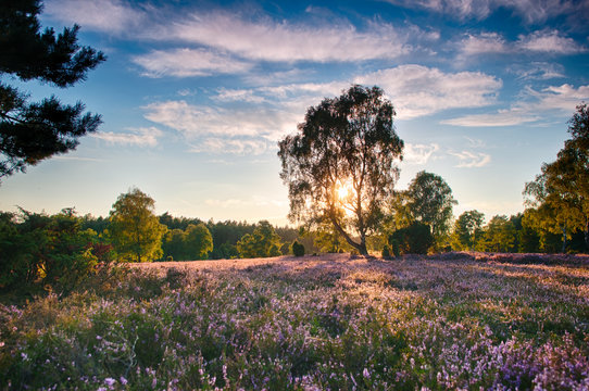 "Heide Immagini - Sfoglia 43,013 foto, vettoriali e video Stock | Adobe ...