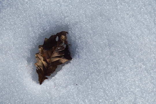 SHEEP-WING photos, images, assets | Adobe Stock