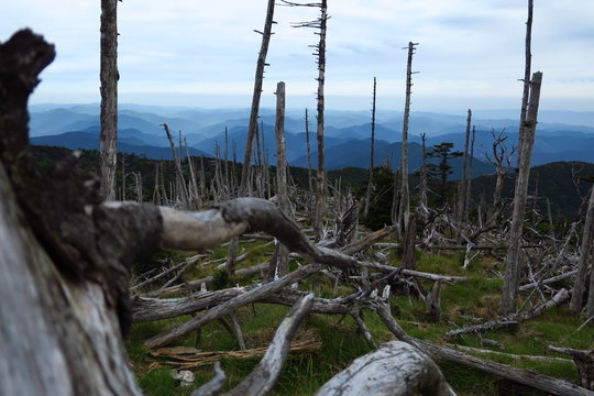 SHEEP-WING photos, images, assets | Adobe Stock