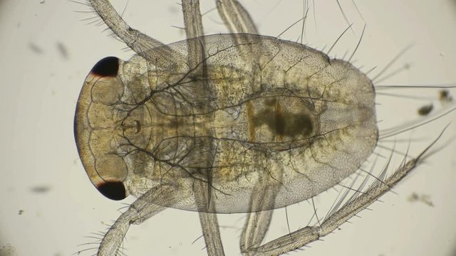 "Water Boatman" Bilder – Durchsuchen 98 Archivfotos, Vektorgrafiken und ...