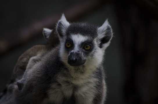 รูปภาพLemure – เลือกดูภาพถ่ายสต็อก เวกเตอร์ และวิดีโอ950 | Adobe Stock