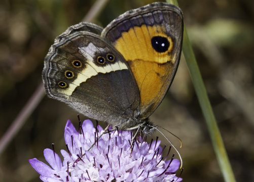 Gatekeeper Images – Browse 2,561 Stock Photos, Vectors, and Video ...