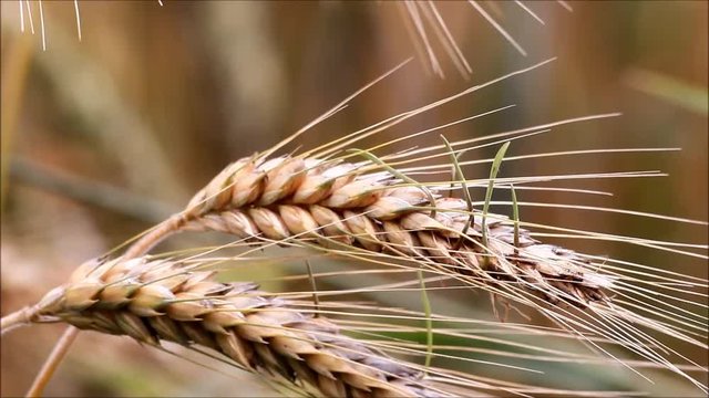 Ripely Bilder – Durchsuchen 92 Archivfotos, Vektorgrafiken und Videos ...