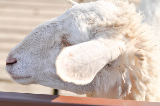 รูปภาพBaa-Lamb – เลือกดูภาพถ่ายสต็อก เวกเตอร์ และวิดีโอ356 | Adobe Stock