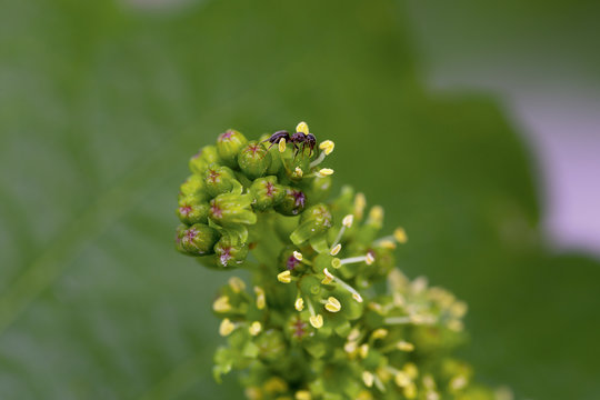 Al-Rababa Bilder – Durchsuchen 174 Archivfotos, Vektorgrafiken und ...