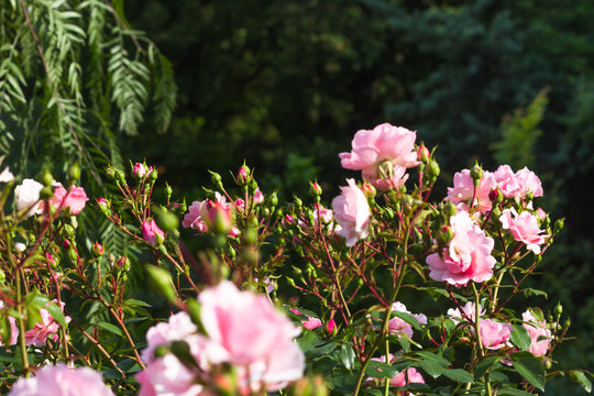 รูปภาพBuschrosen – เลือกดูภาพถ่ายสต็อก เวกเตอร์ และวิดีโอ156 | Adobe Stock