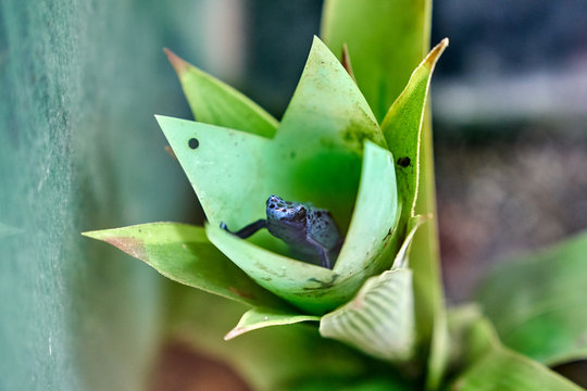 Obrázky Okopipi – procházejte fotografie, vektory a videa 474 | Adobe Stock
