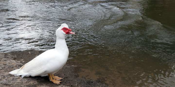 Imagens de Warzenenten – Explore Fotografias do Stock, Vetores e Vídeos ...