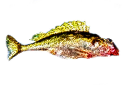 River-Fish Images – Browse 58 Stock Photos, Vectors, and Video | Adobe ...