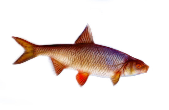 River-Fish Images – Browse 58 Stock Photos, Vectors, and Video | Adobe ...