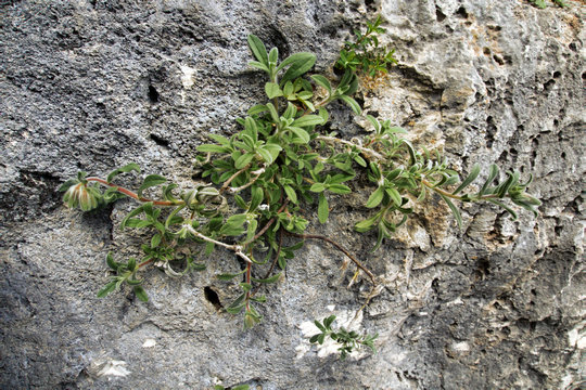 Buhrstone Images – Browse 63 Stock Photos, Vectors, and Video | Adobe Stock