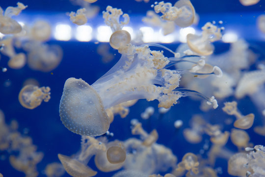 รูปภาพCoelenterata – เลือกดูภาพถ่ายสต็อก เวกเตอร์ และวิดีโอ3,954 ...