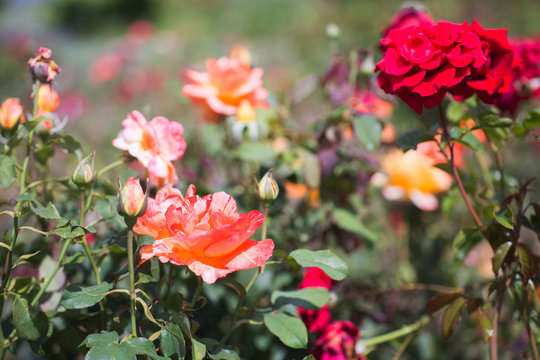 「Rosenbeet」の画像 - 500 件の Stock 写真、ベクターおよびビデオ | Adobe Stock