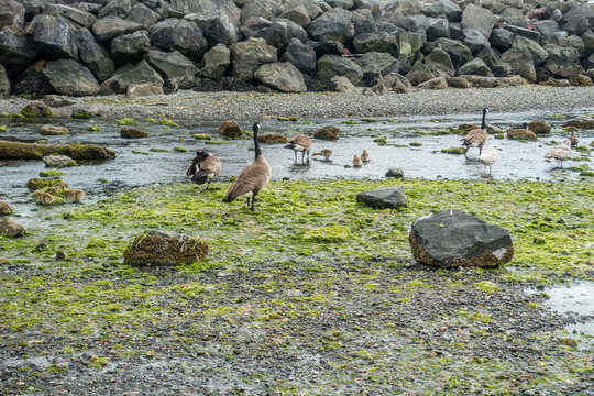 รูปภาพBaboes – เลือกดูภาพถ่ายสต็อก เวกเตอร์ และวิดีโอ4 | Adobe Stock