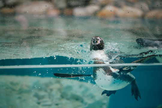 รูปภาพIlaty – เลือกดูภาพถ่ายสต็อก เวกเตอร์ และวิดีโอ69 | Adobe Stock