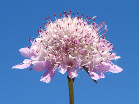 Egyptian Rose Flower