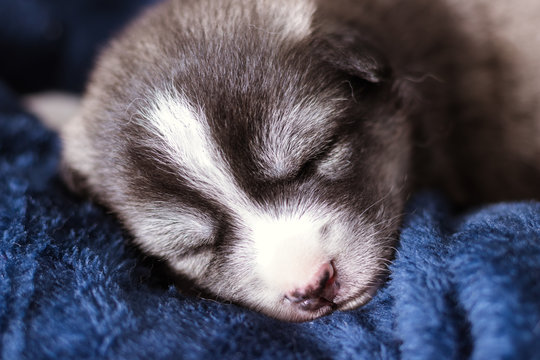 "Sleepy Puppy" Images – Browse 119 Stock Photos, Vectors, and Video ...
