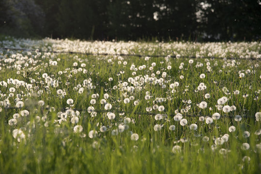 Pusteblumenwiese Images – Browse 90 Stock Photos, Vectors, and Video ...