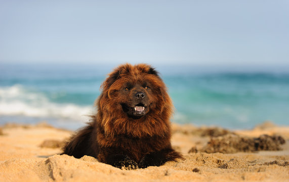 Blue Chow Dog