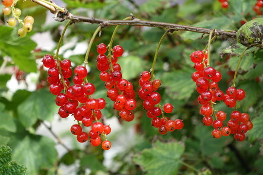 "Rote Johannisbeeren" Images – Browse 1,449 Stock Photos, Vectors, and ...