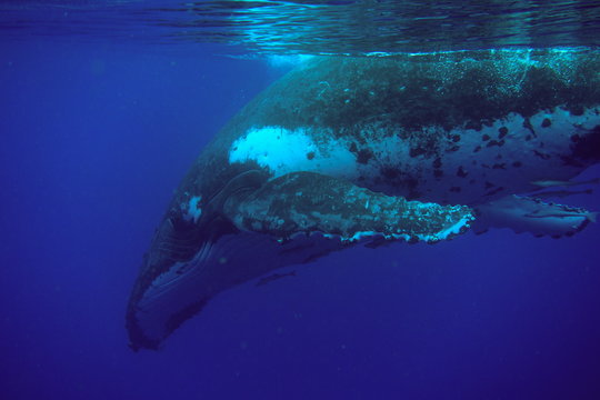 รูปภาพWale – เลือกดูภาพถ่ายสต็อก เวกเตอร์ และวิดีโอ180,506 | Adobe Stock