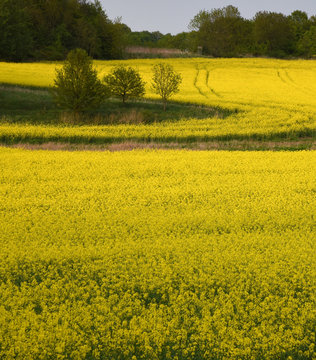 รูปภาพRapssaat – เลือกดูภาพถ่ายสต็อก เวกเตอร์ และวิดีโอ93 | Adobe Stock