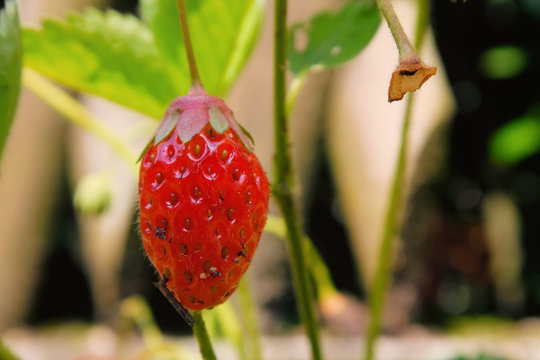 "Fruit Bio"-Bilder: Stock-Fotos & -Videos. | Adobe Stock