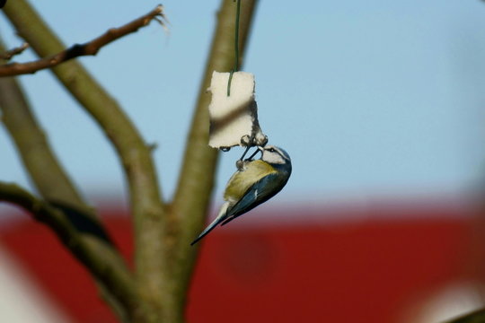 "Sikora Modra" Images – Browse 95 Stock Photos, Vectors, and Video ...