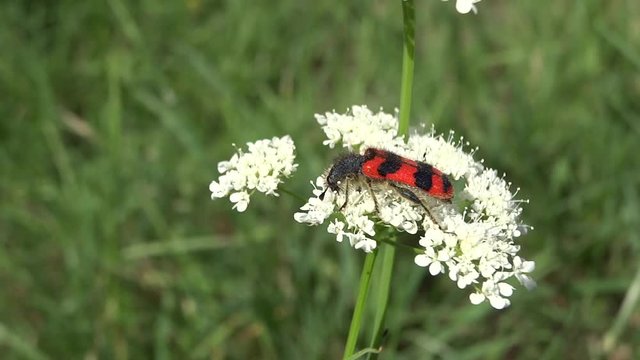 Clairon Images – Browse 102 Stock Photos, Vectors, and Video | Adobe Stock