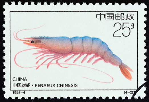 รูปภาพFenneropenaeus – เลือกดูภาพถ่ายสต็อก เวกเตอร์ และวิดีโอ126 ...