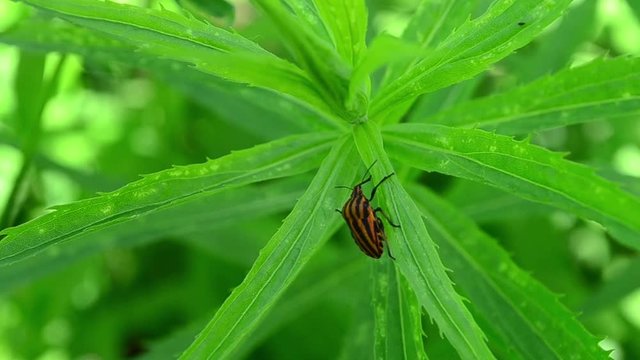 "Minstrel Bug" Images – Browse 323 Stock Photos, Vectors, and Video | Adobe Stock