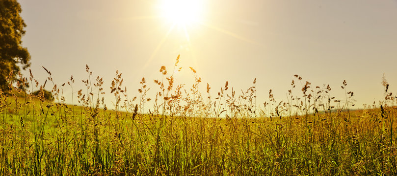 Graspollen Bilder – Durchsuchen 5,326 Archivfotos, Vektorgrafiken und ...