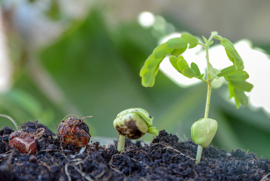 "Seed To Tree" Images – Browse 44 Stock Photos, Vectors, and Video ...