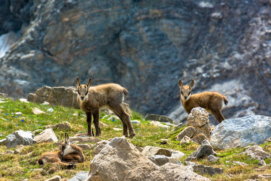 「Chevreaux」の画像 - 270 件の Stock 写真、ベクターおよびビデオ | Adobe Stock