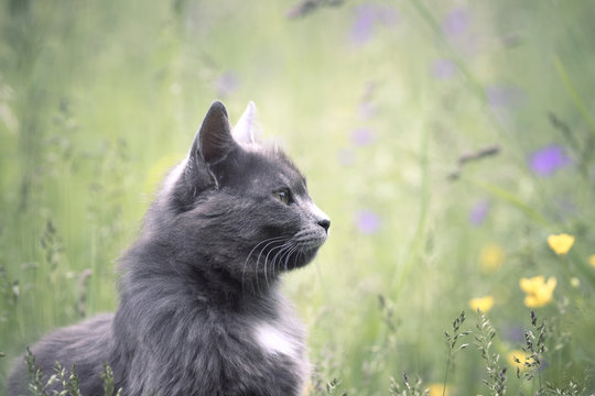 Chartreux Images – Browse 59 Stock Photos, Vectors, and Video | Adobe Stock