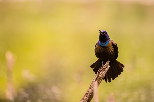 "Common Grackle" Images – Browse 1,108 Stock Photos, Vectors, and Video ...