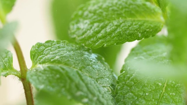 Mint Video Footage – Browse 33,000 HD Stock Video and Footage | Adobe Stock