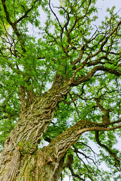 Imagens de Eschenbaum – Explore Fotografias do Stock, Vetores e Vídeos ...